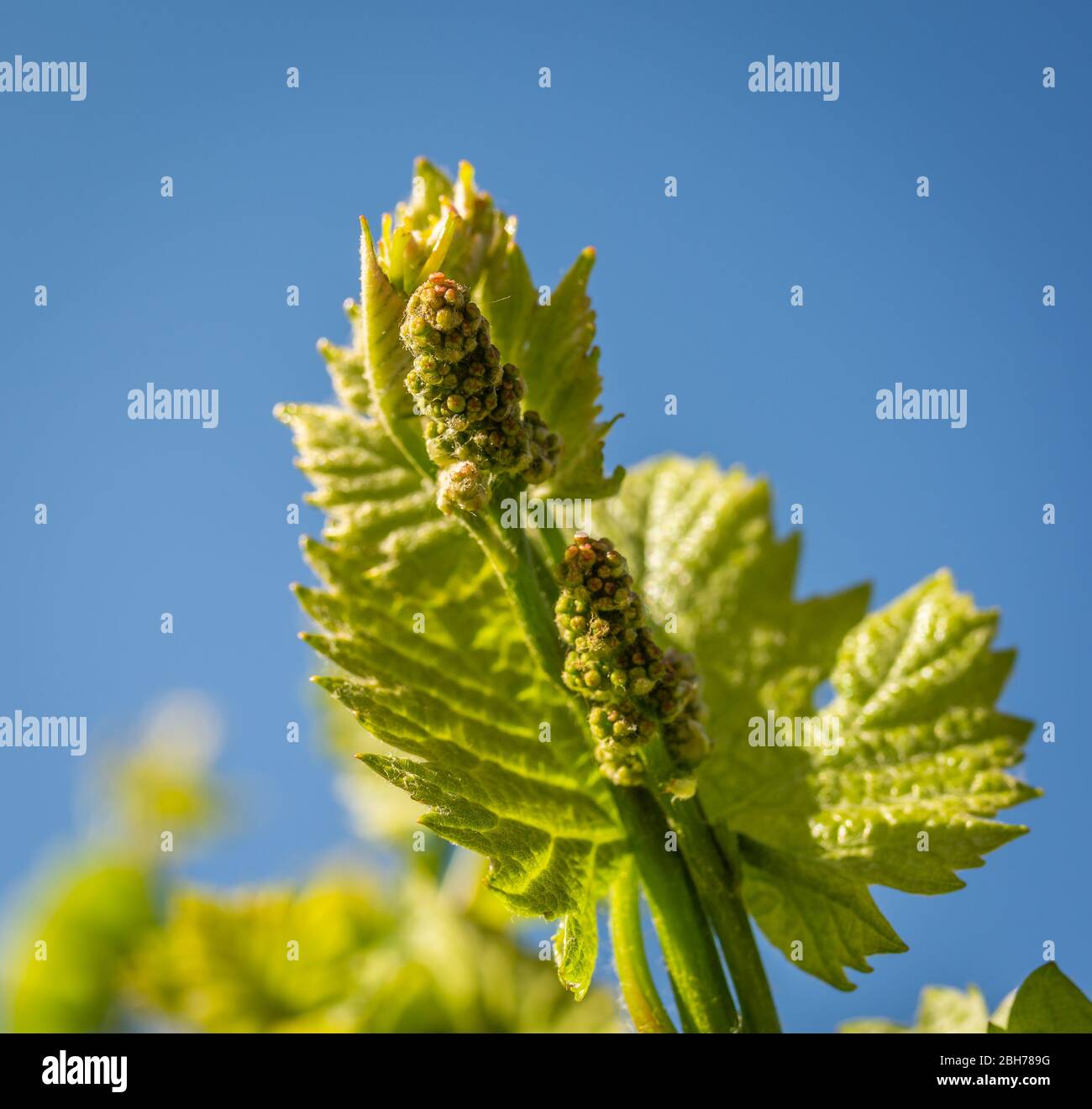Young inflorescence of grapes on the vine close-up. Grape vine with ...
