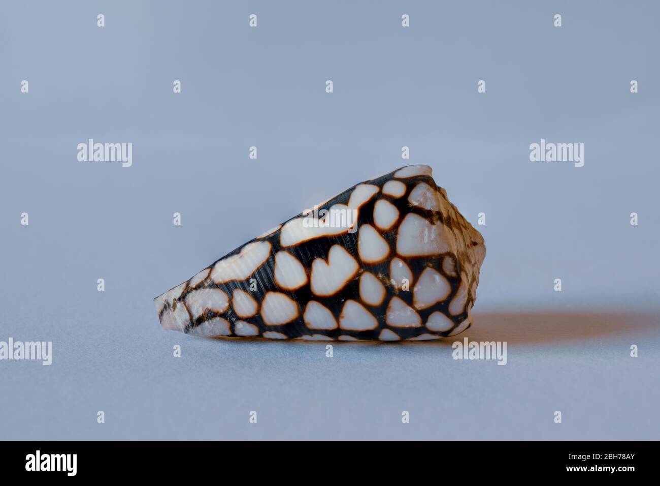 Marble Cone Shell. Conus Marmoreus Linne. Pacific Seashell Stock Photo ...