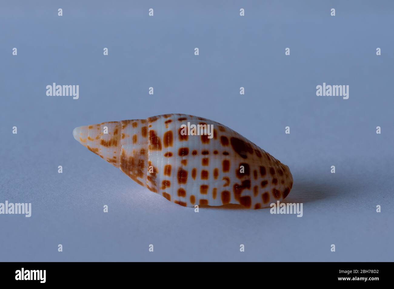 Miter shells hi-res stock photography and images - Alamy