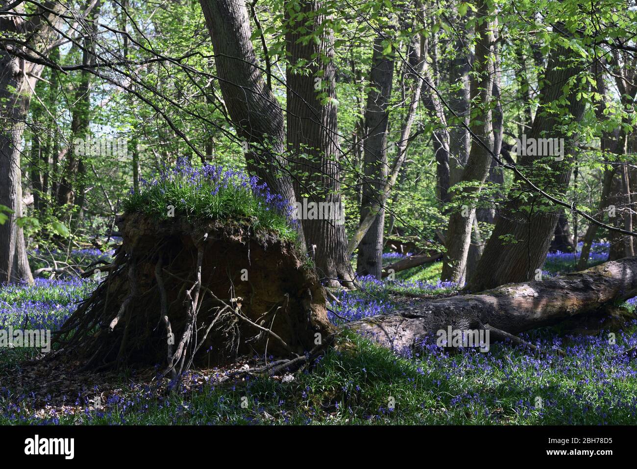 Bluebell flowers in the woods at Ashridge Estate Berkhamsted Herts UK ...