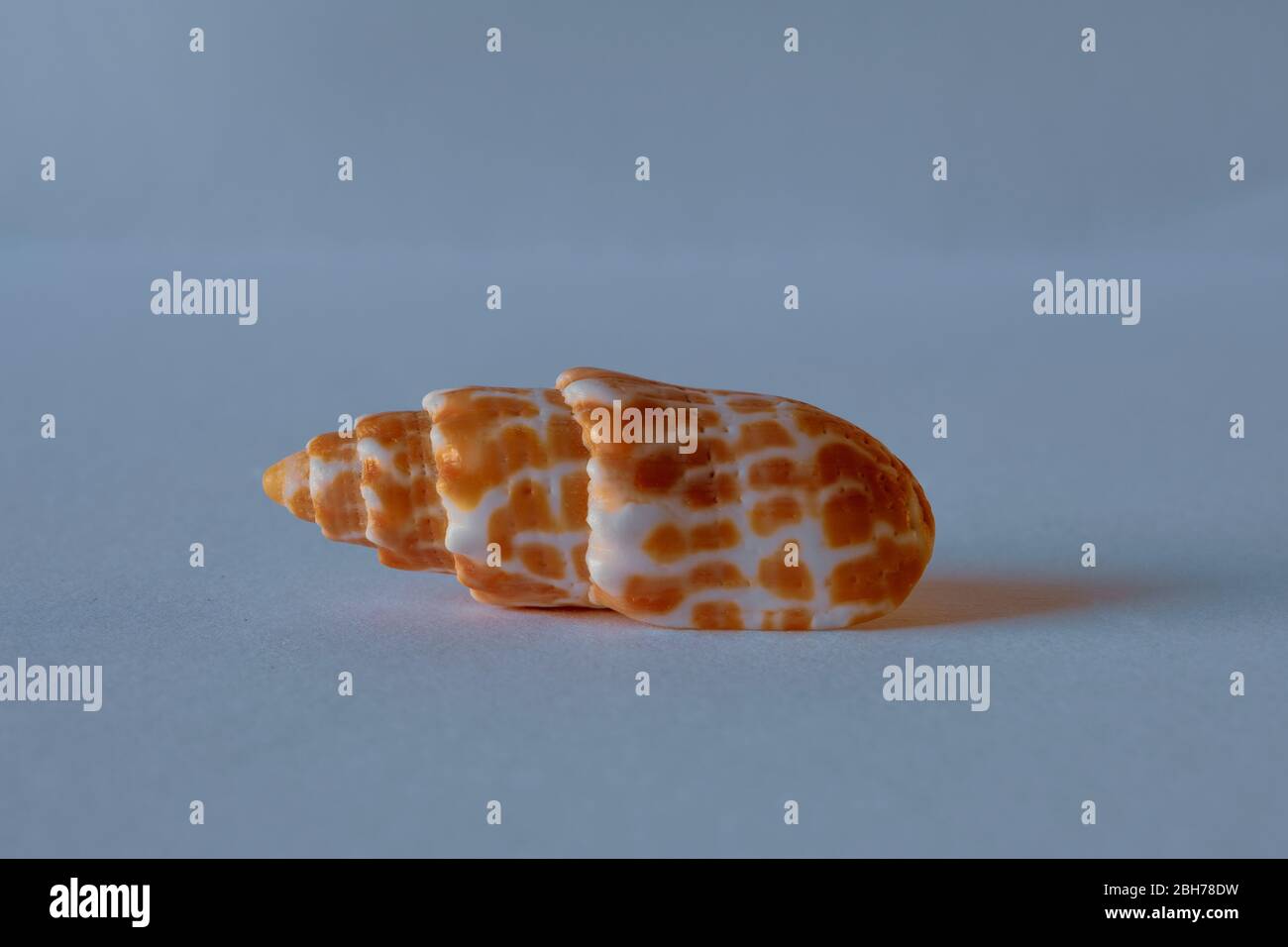 Miter shells hi-res stock photography and images - Alamy