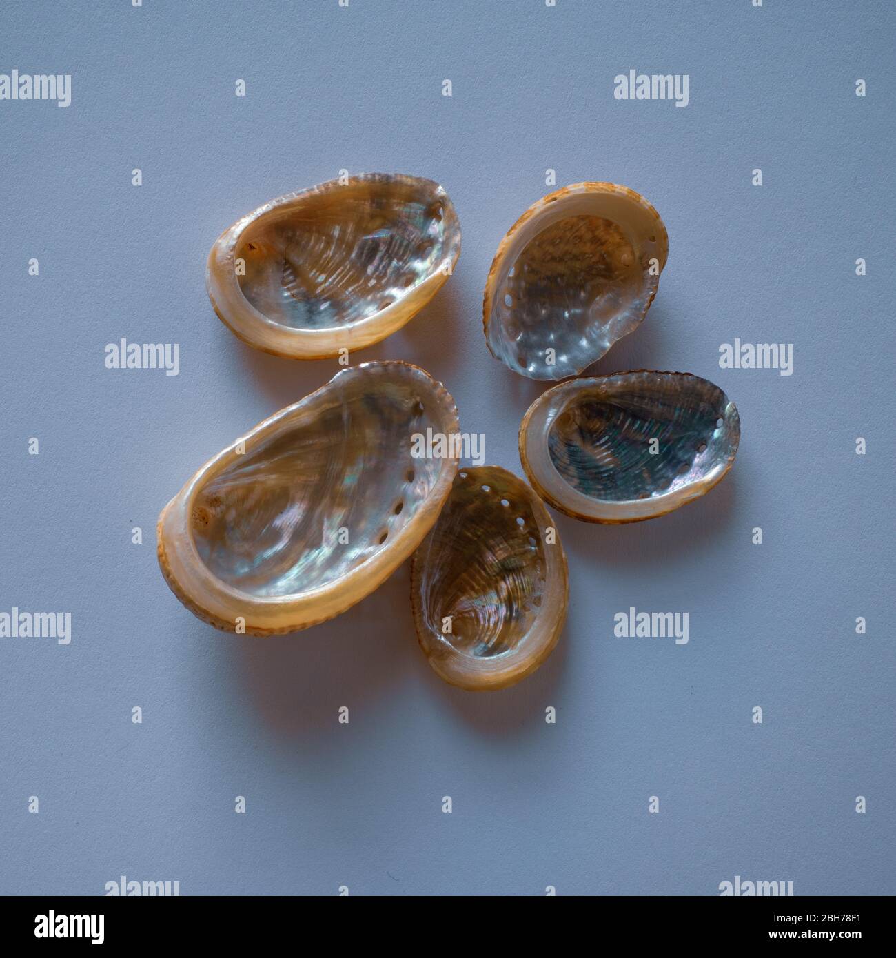 Indo pacific shells hi-res stock photography and images - Alamy