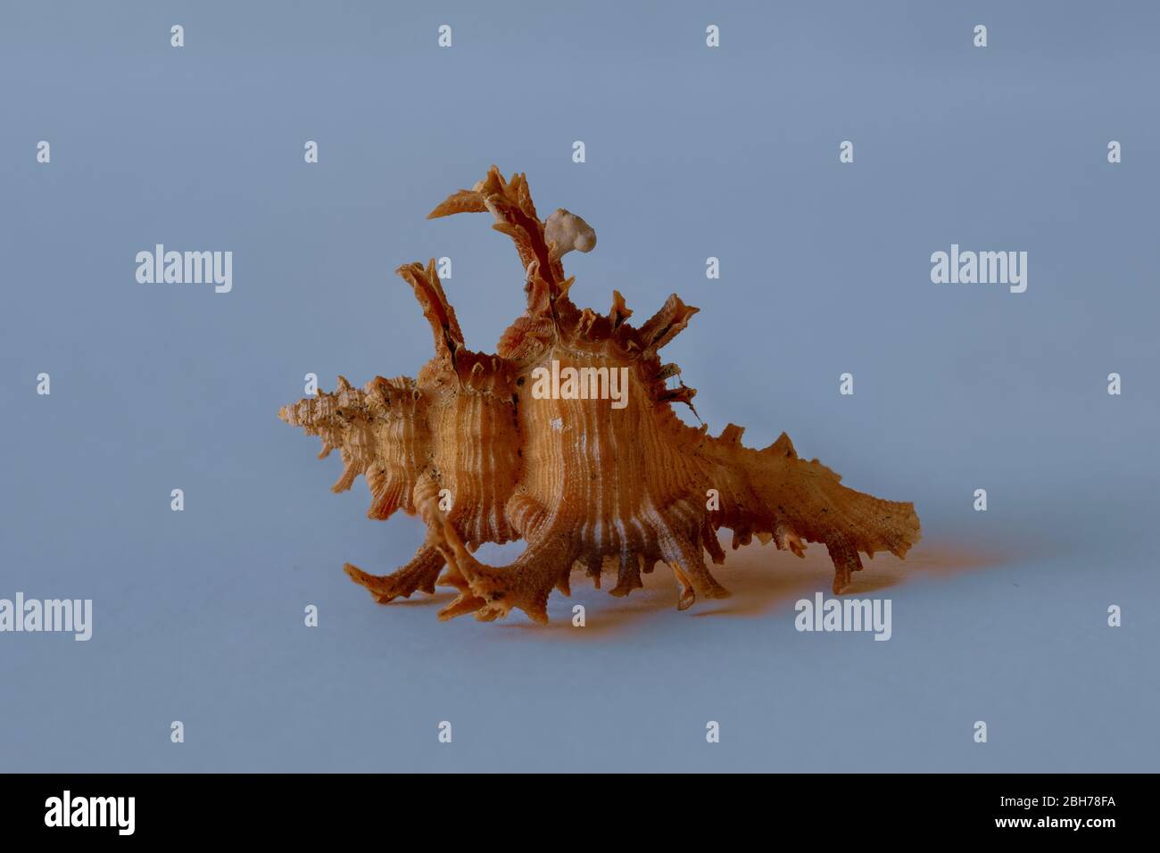 Murex snail hi-res stock photography and images - Alamy