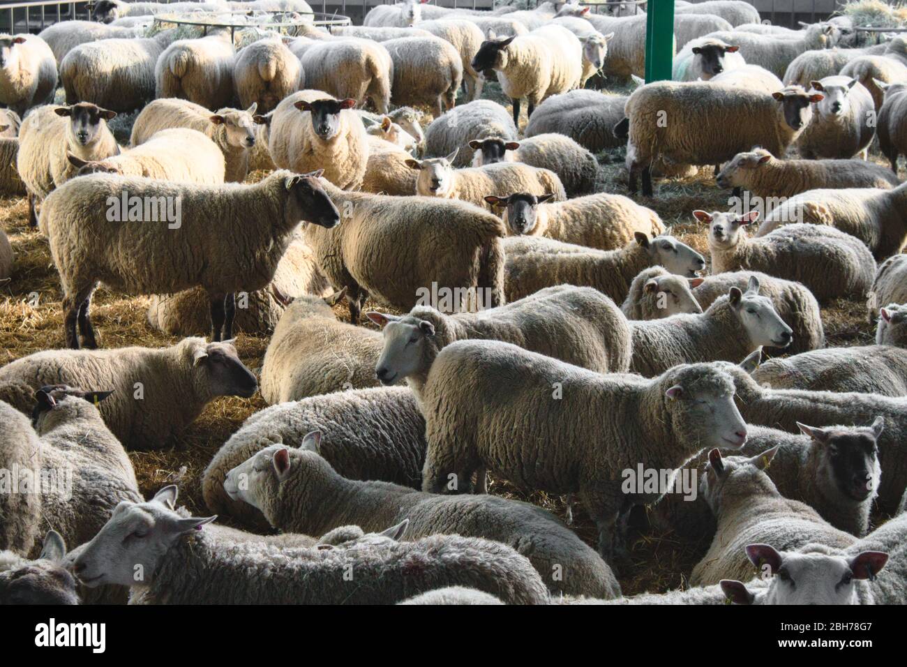 A large flock of unsheared sheep at a cattle farm Stock Photo - Alamy