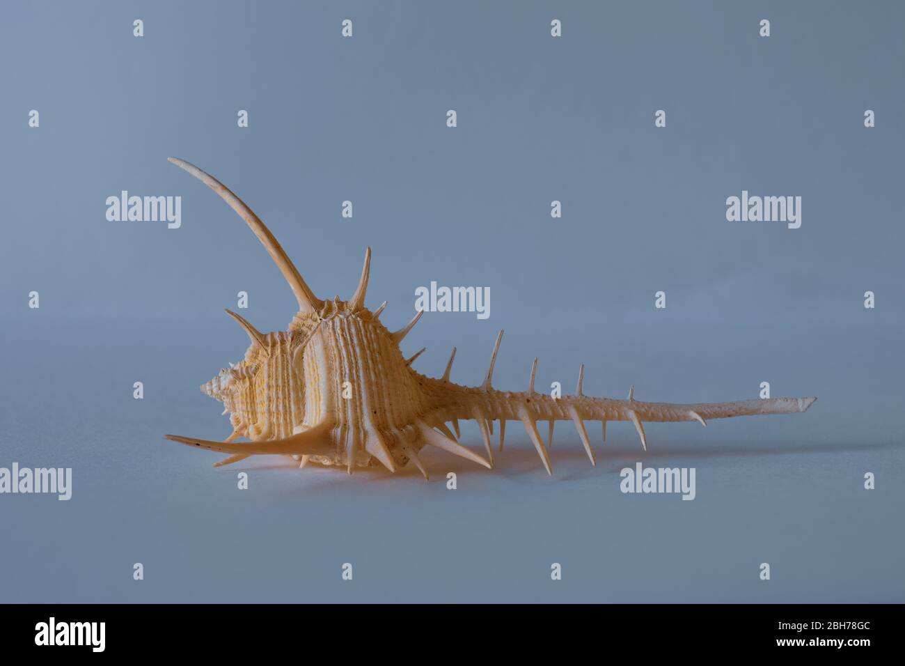 Collection of murex shells hi-res stock photography and images - Alamy