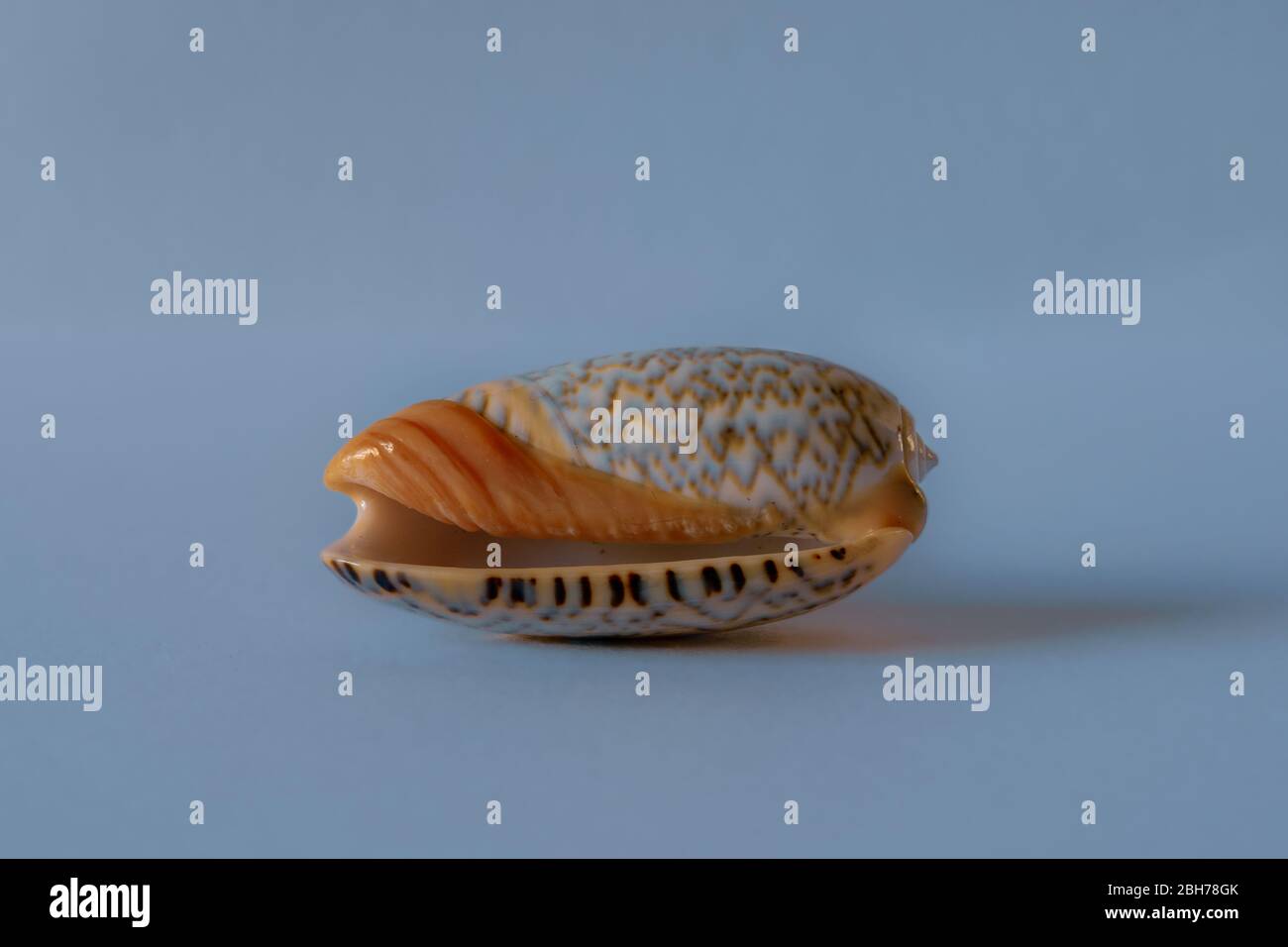 Olive Shell. Orange-Mouthed Olive Shell. Olivia Sericea Roding. Pacific ...