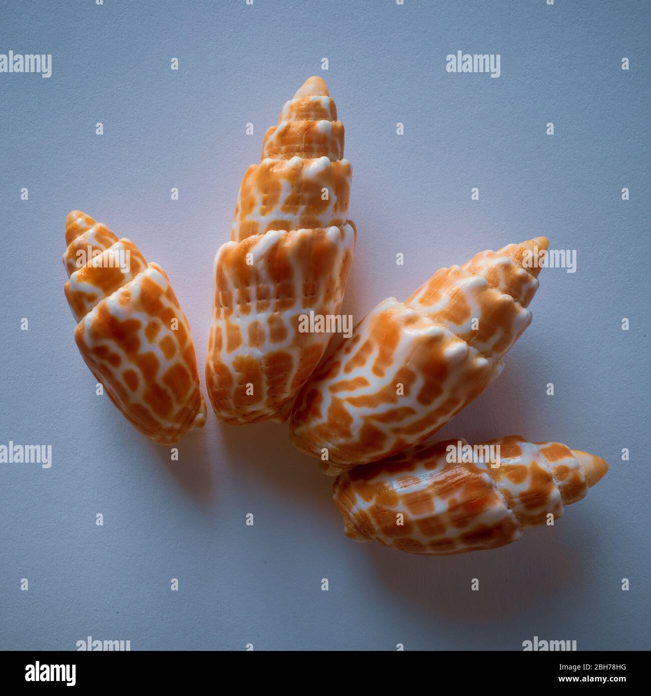 Orange pontifical miter shells hi-res stock photography and images - Alamy