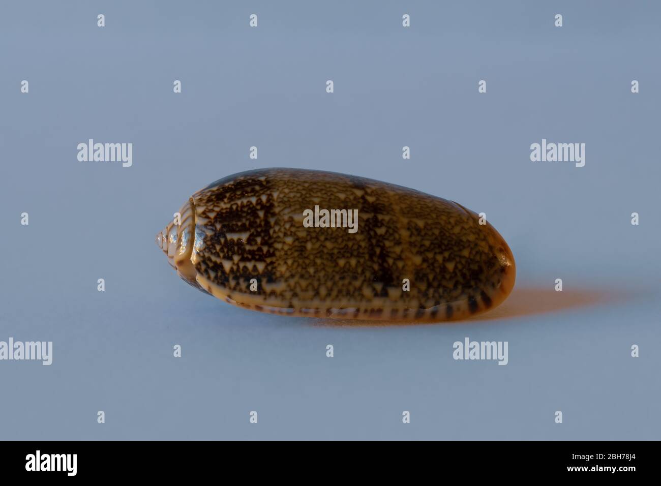 Olivia sericea roding hi-res stock photography and images - Alamy