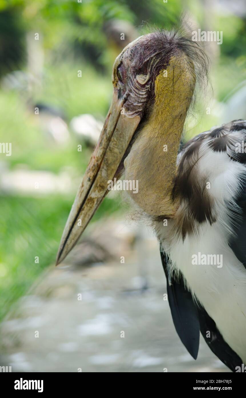 big bird is sitting on the tree and is ready to fly around the forest ...