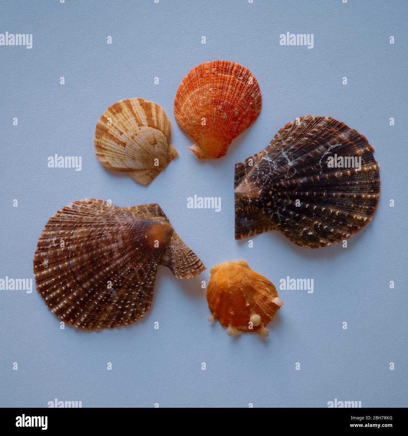 Tusk shells hi-res stock photography and images - Alamy