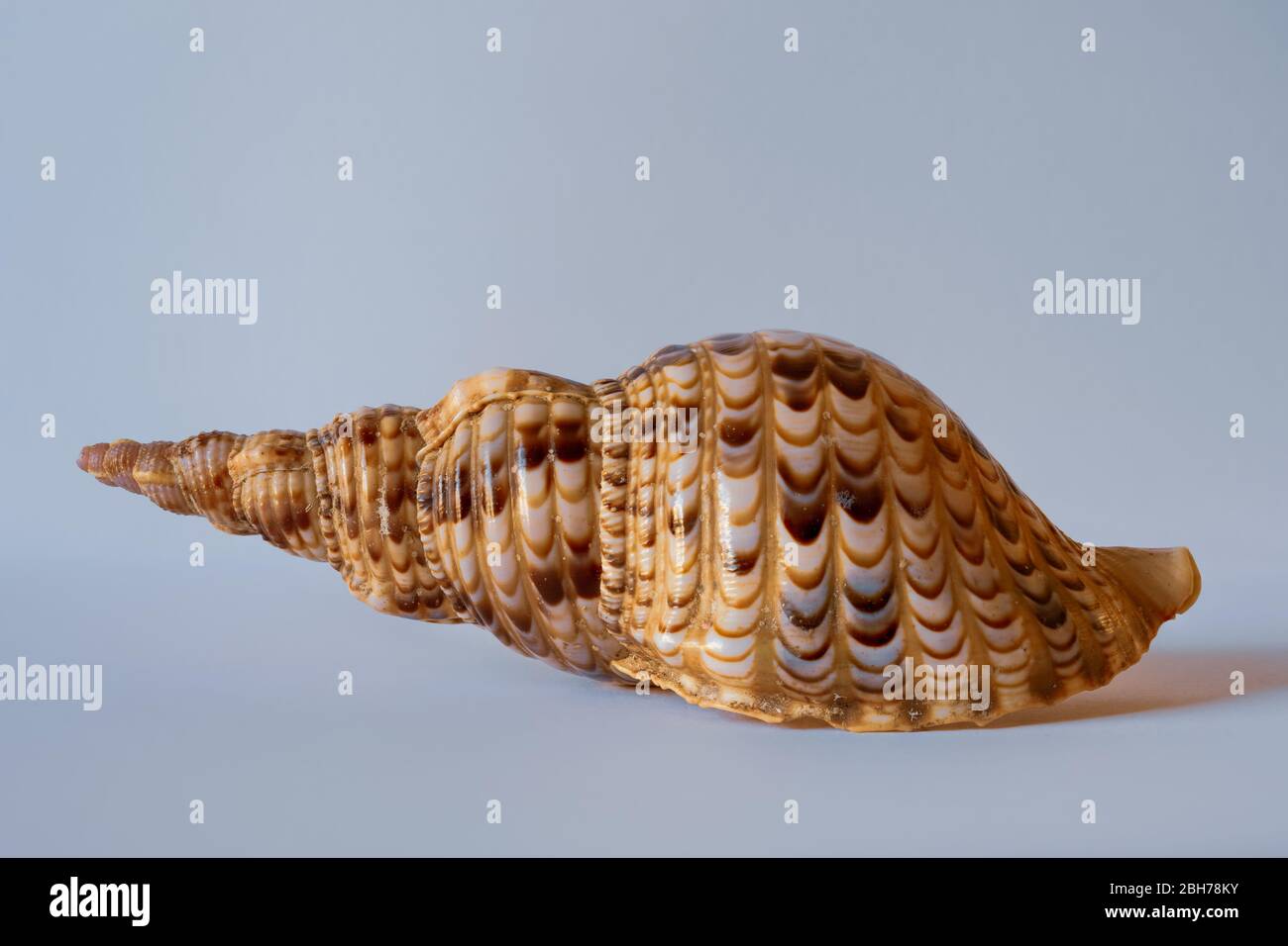 Pacific Triton. Charonia Tritonis L. Triton Trumpet Shell. Pacific ...