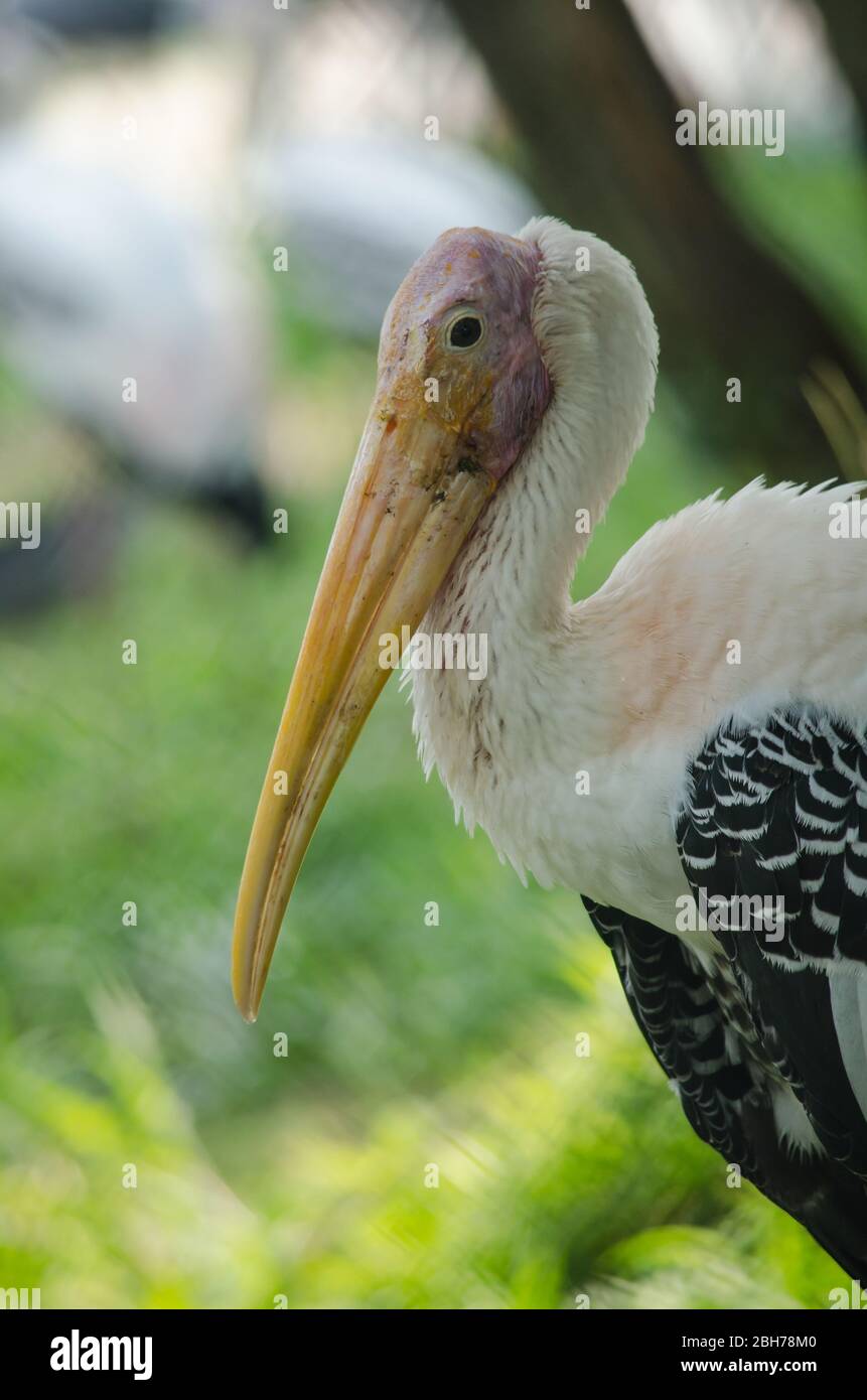 big bird is sitting on the tree and is ready to fly around the forest ...