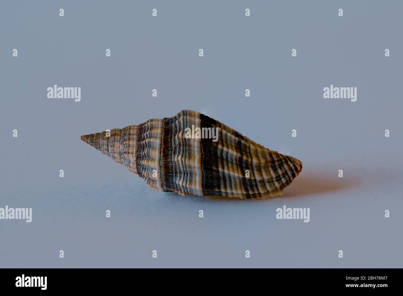 L seashells hi-res stock photography and images - Alamy