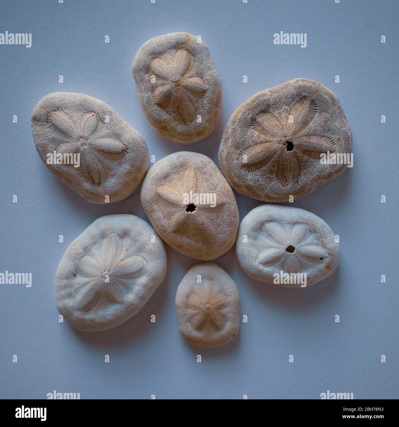 Selection of Sand Dollar Shells. Pacific Seashells Stock Photo - Alamy