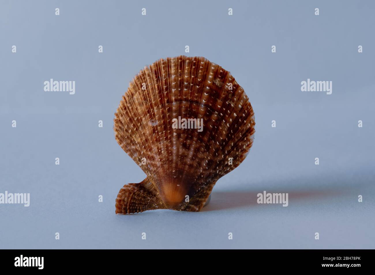 Scallop Shell. Mantle Scallop. Pacific Seashell Stock Photo - Alamy