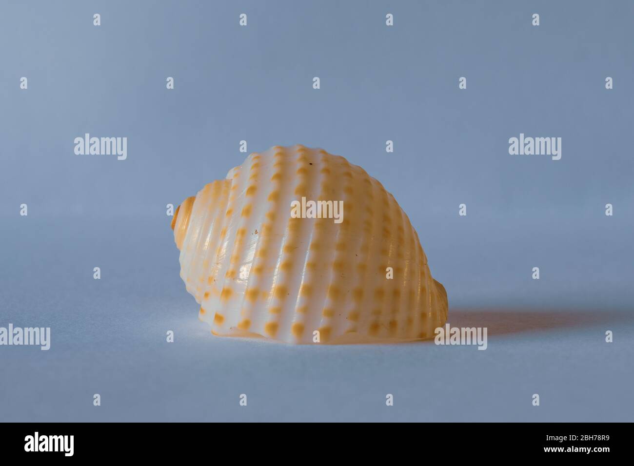 Scotch Bonnet Shell. Pacific Seashell Stock Photo - Alamy