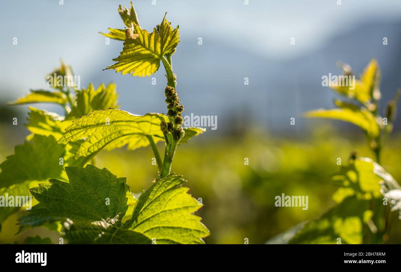 Young inflorescence of grapes on the vine close-up. Grape vine with ...