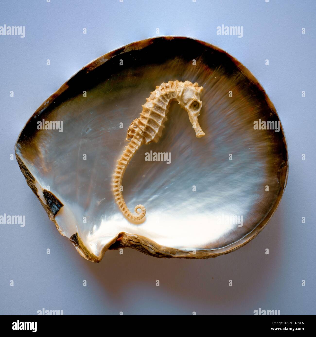 Seahorse Skeleton in a Pearl Oyster Shell. Pacific Seashell Stock Photo ...