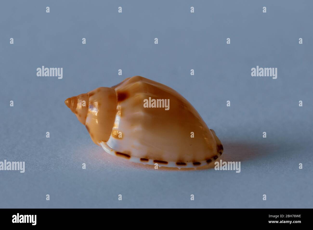 Small marine hi-res stock photography and images - Alamy