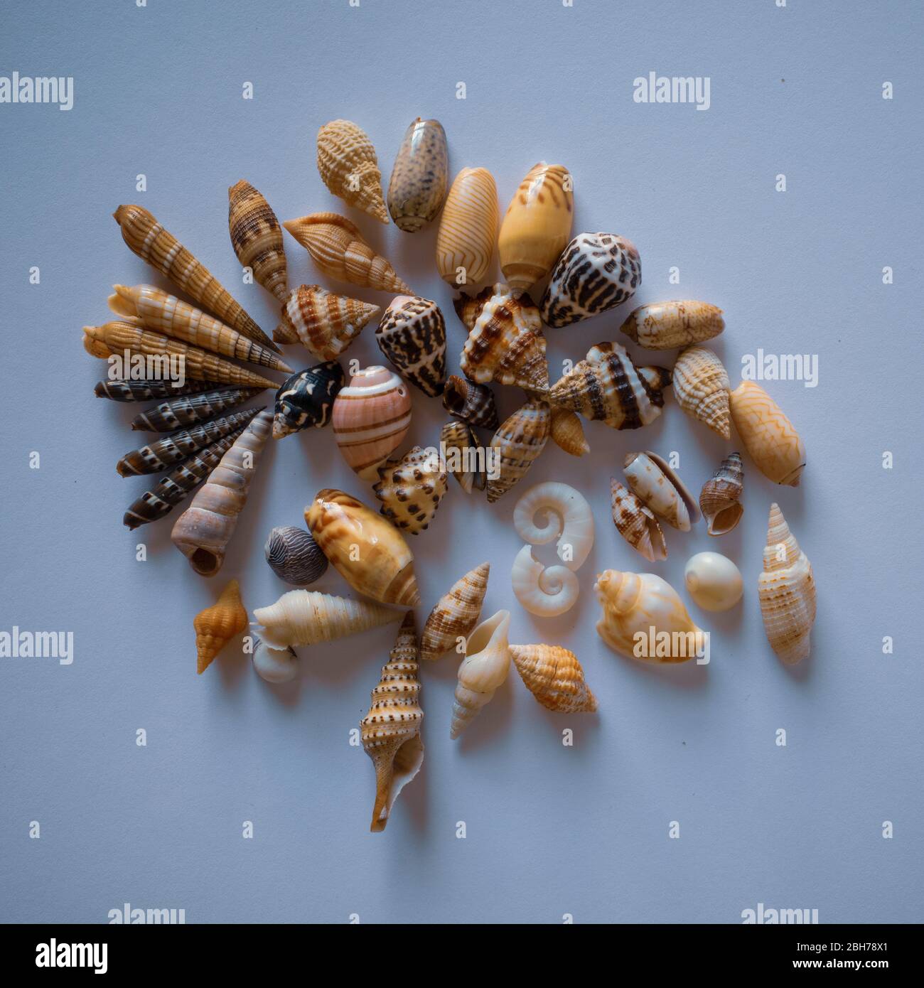 Small pacific seashells hi-res stock photography and images - Alamy