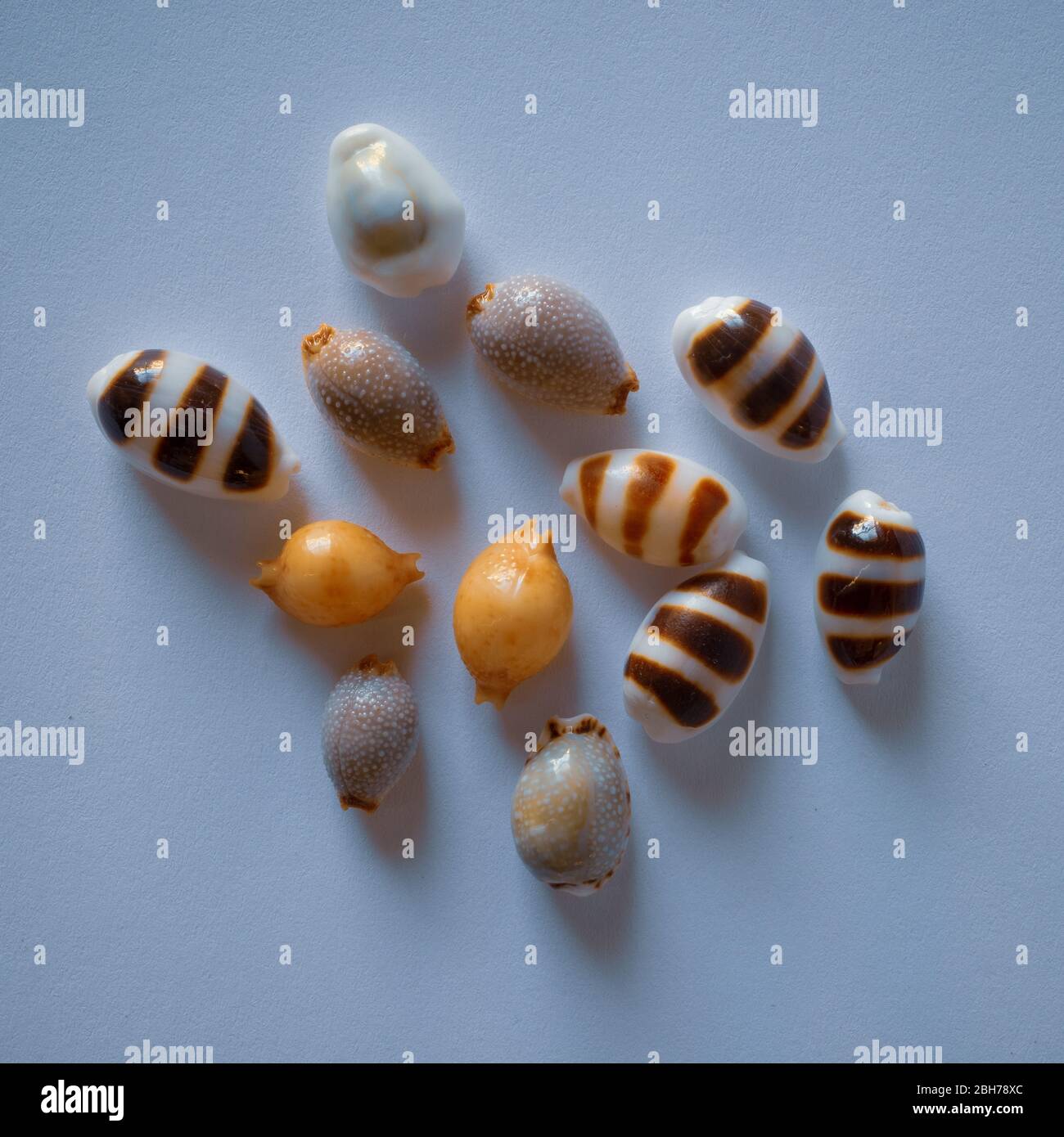 Small Pacific Shell Collection. Indo-Pacific Seashells Stock Photo - Alamy