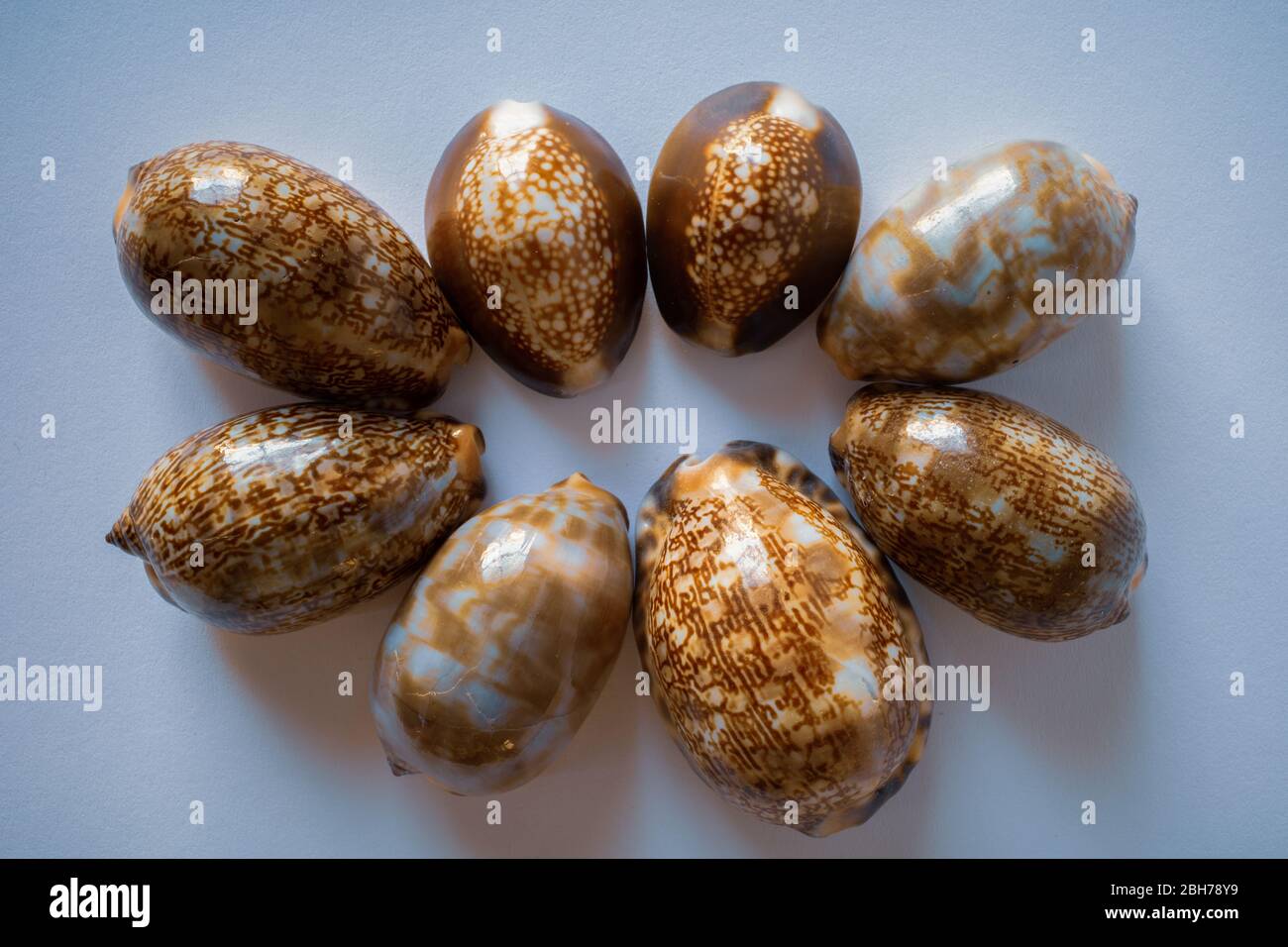 South Pacific Cowrie Shells, Indo-Pacific Shells, Pacific Seashells ...