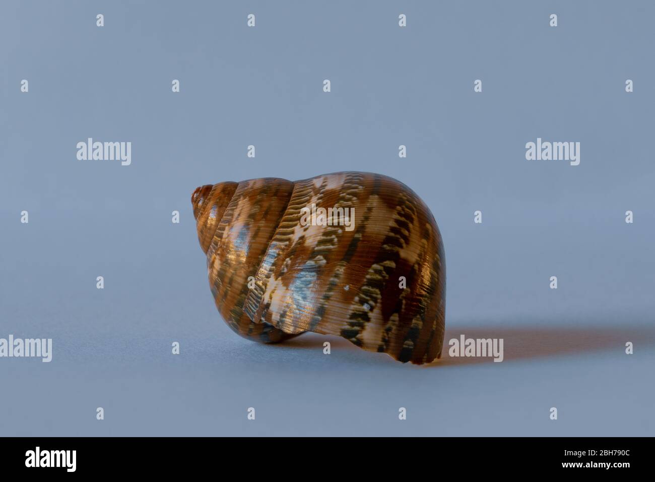 Turban shells hi-res stock photography and images - Alamy