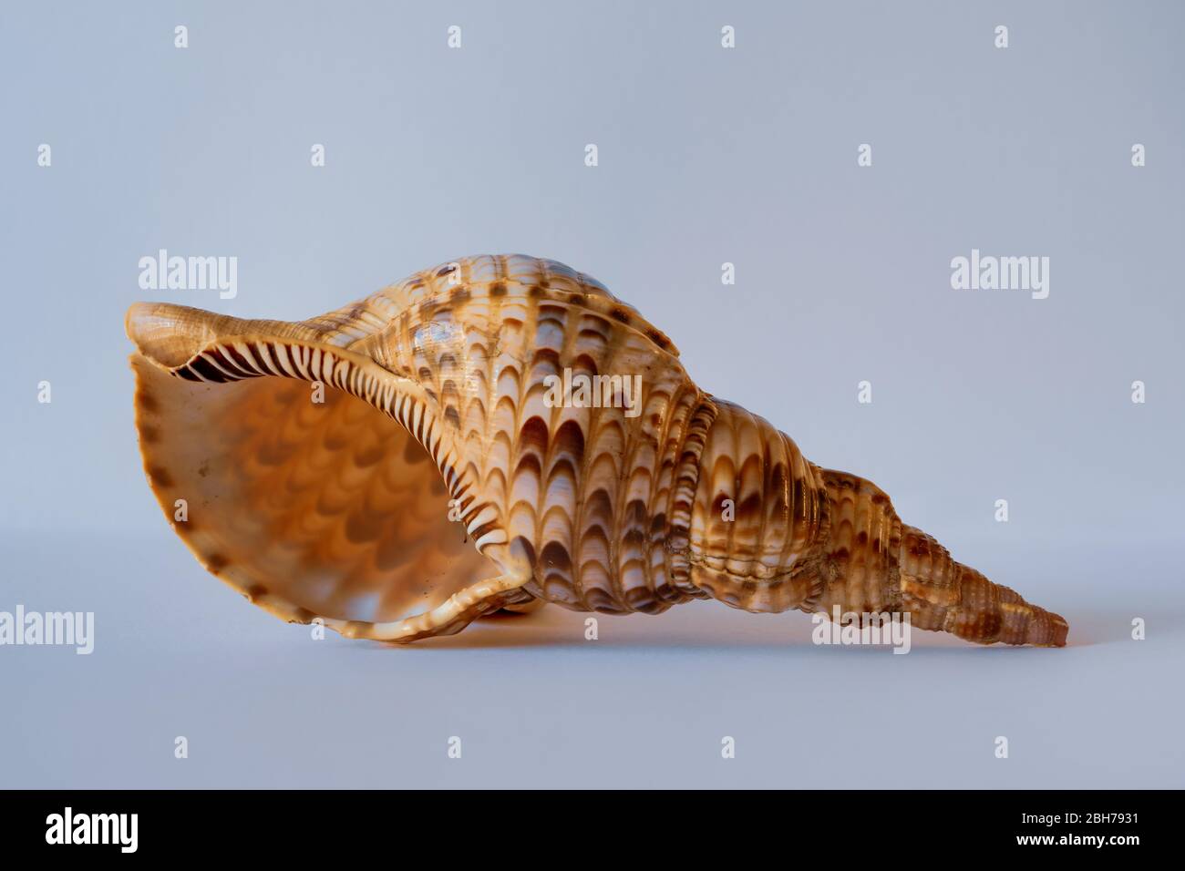Triton Trumpet Shell. Pacific Triton. Charonia Tritonis L. Pacific ...