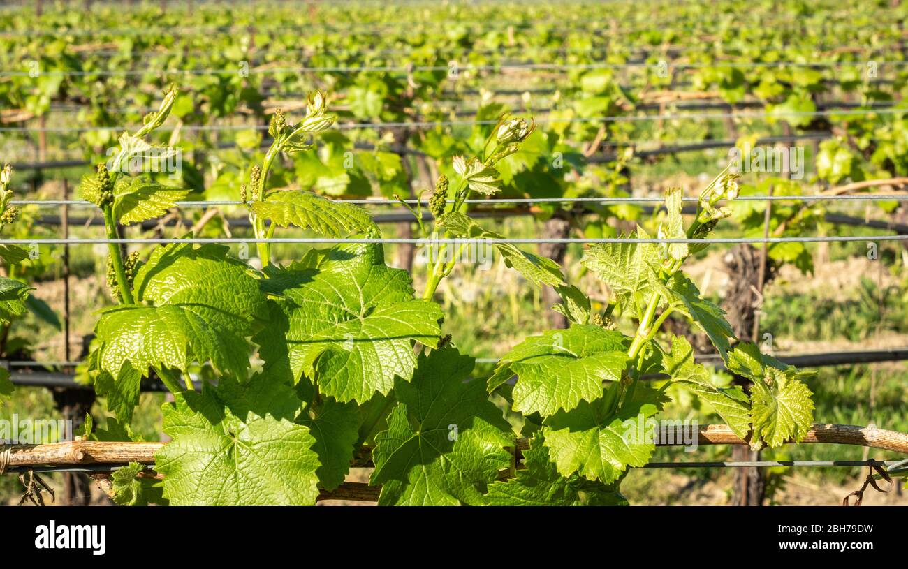 Branches with inflorescences hi-res stock photography and images - Alamy