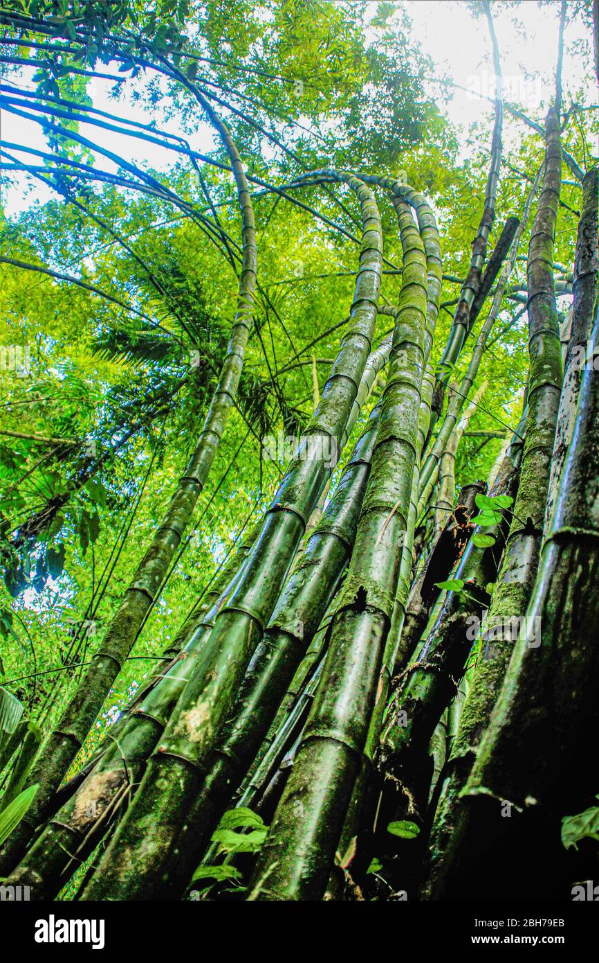 Tobago rainforest hi-res stock photography and images - Alamy