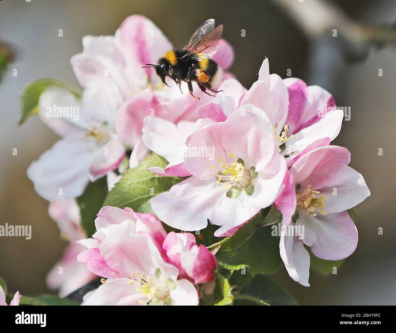Pollen laden bee in hi-res stock photography and images - Alamy