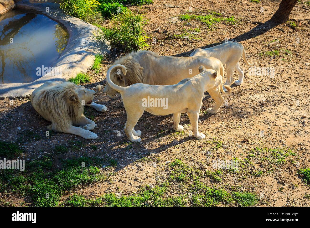 Pride of white lions at zoo of Tunisia Stock Photo - Alamy