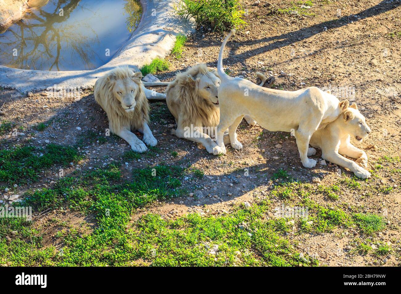 Pride of white lions at zoo of Tunisia Stock Photo - Alamy
