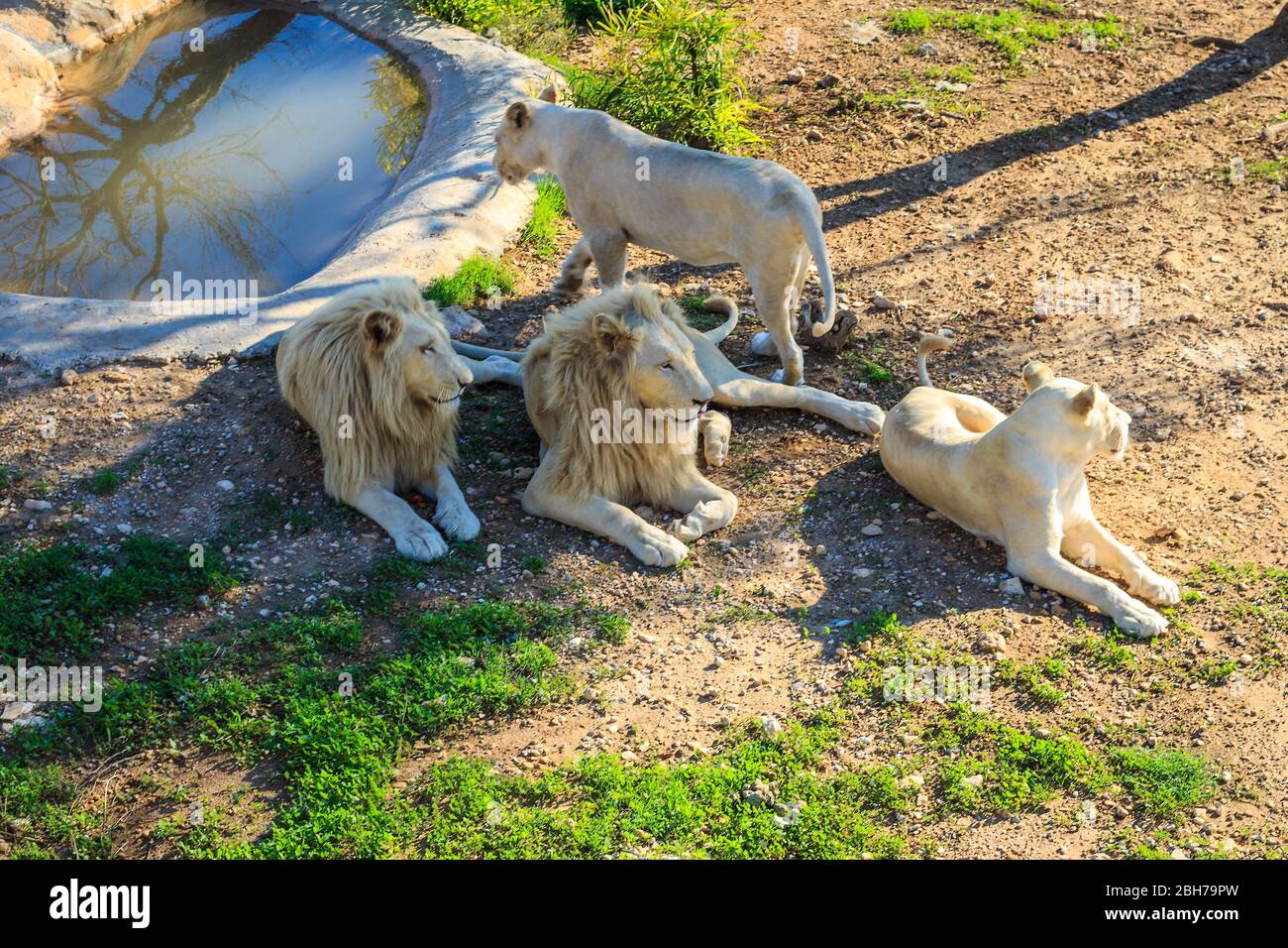 Pride of white lions at zoo of Tunisia Stock Photo - Alamy