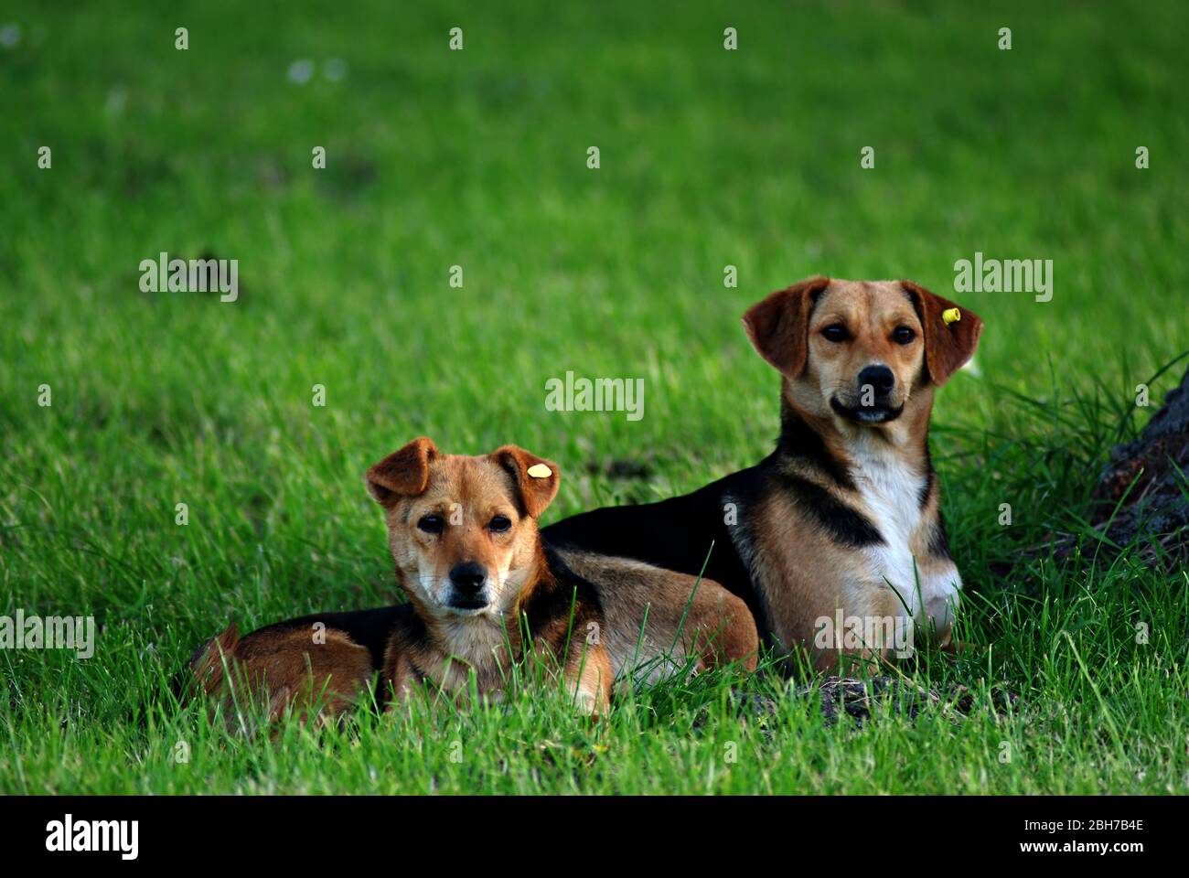 Two stray dogs hi-res stock photography and images - Alamy