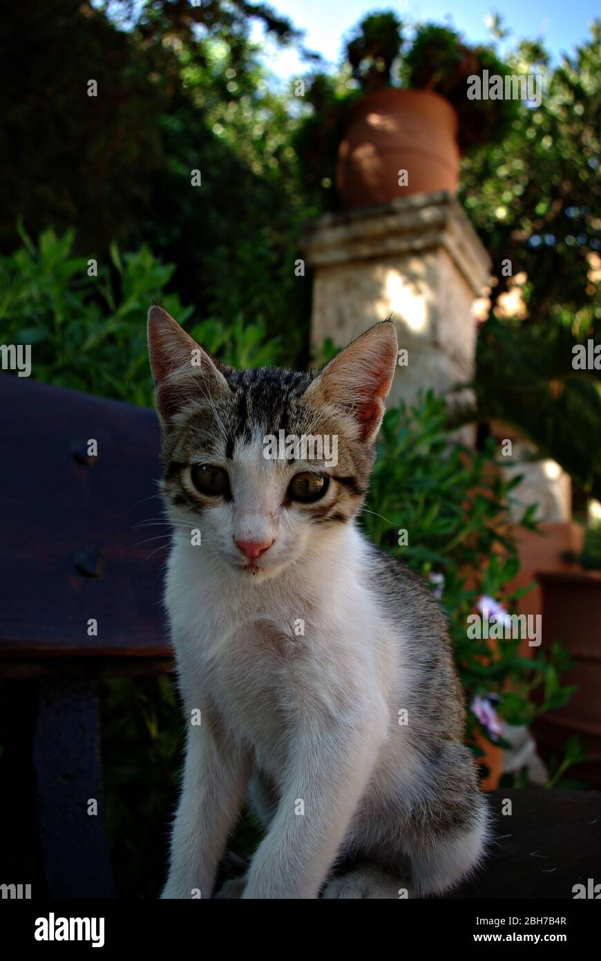 Cat on park bench hi-res stock photography and images - Alamy