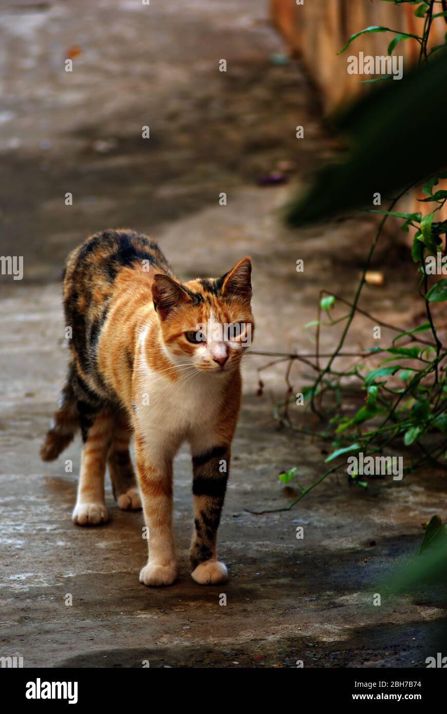 Cat walking down the street Stock Photo - Alamy