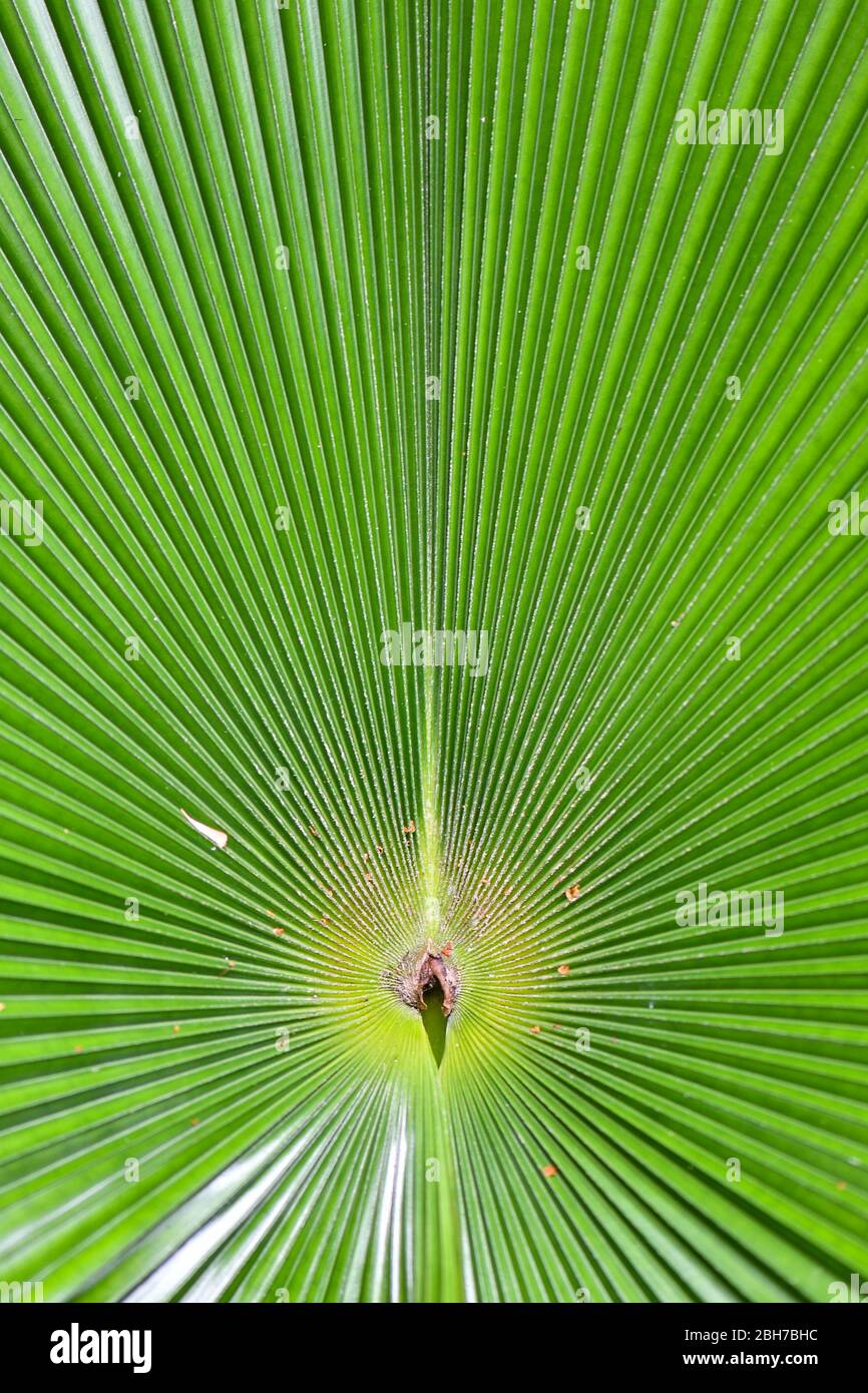 Green leaves nature patterns for background and wallpaper Stock Photo ...