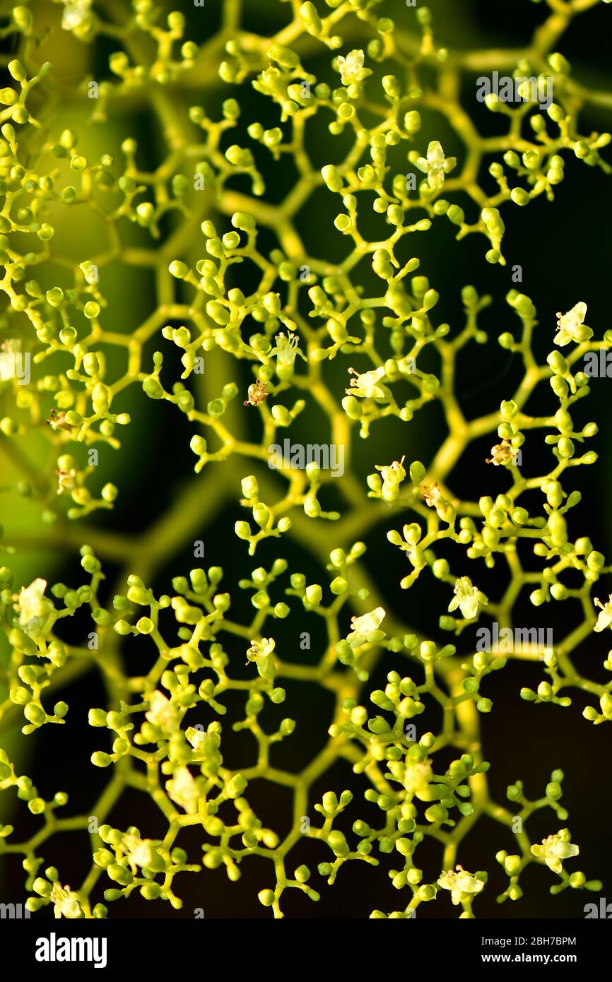 Green leaves nature patterns for background and wallpaper Stock Photo ...