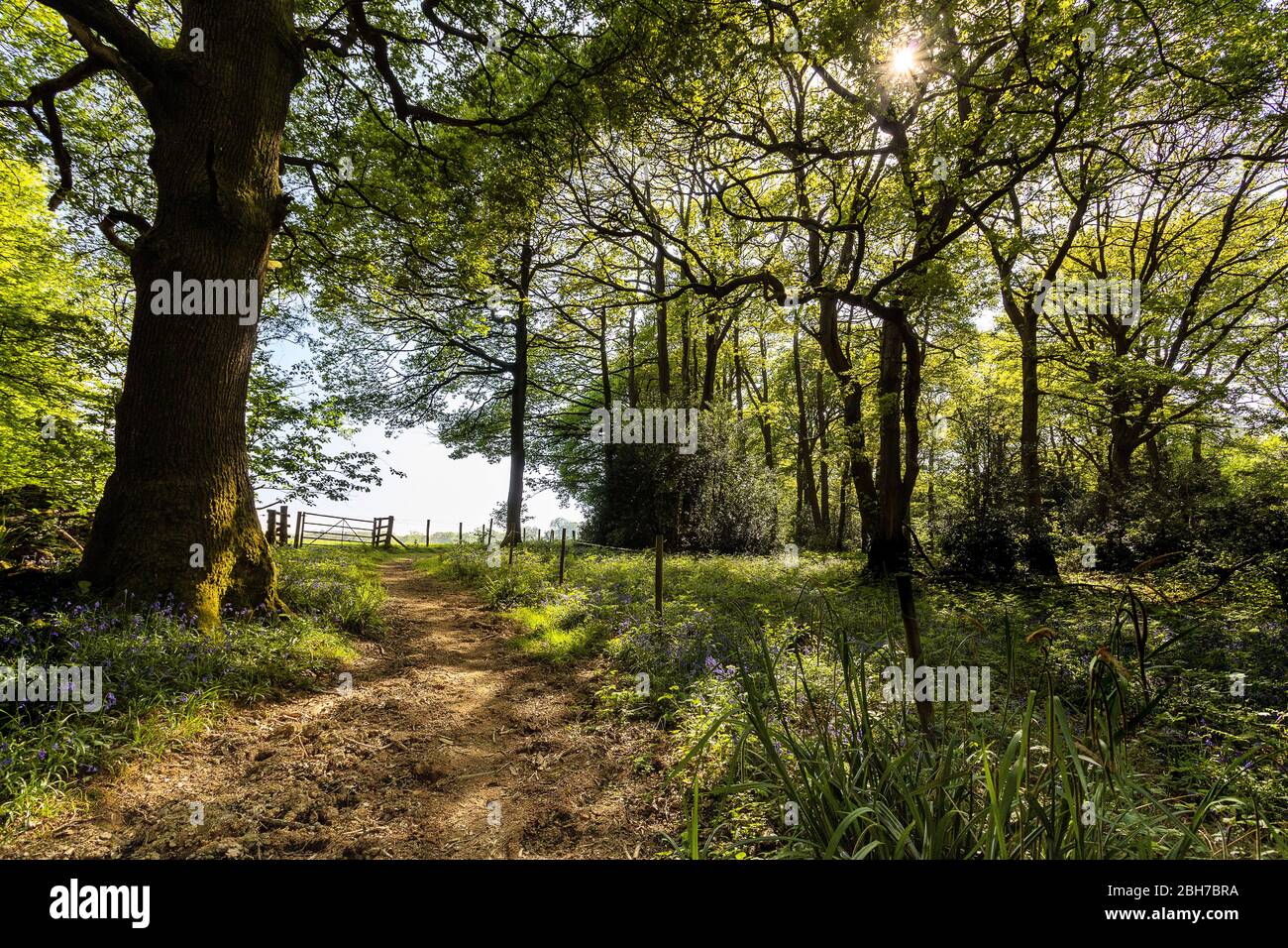 English countryside scene from Surrey, England Stock Photo - Alamy
