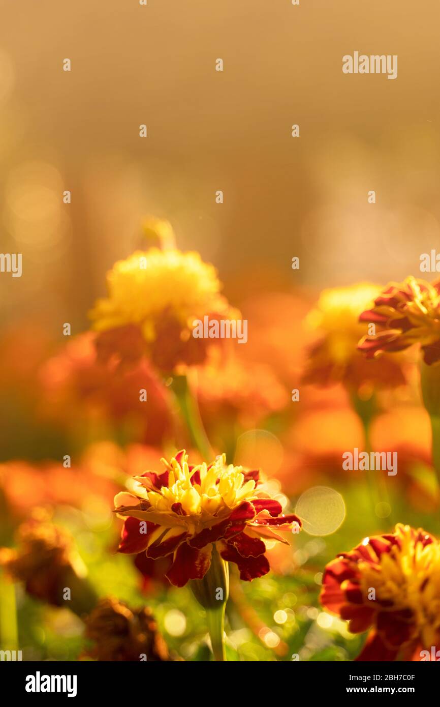 blooming golden yellow marigold flower in spring or summer season for ...