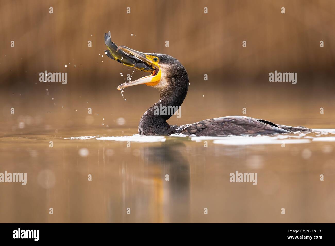 Successful great cormorant catching a fish during hunt in water Stock ...