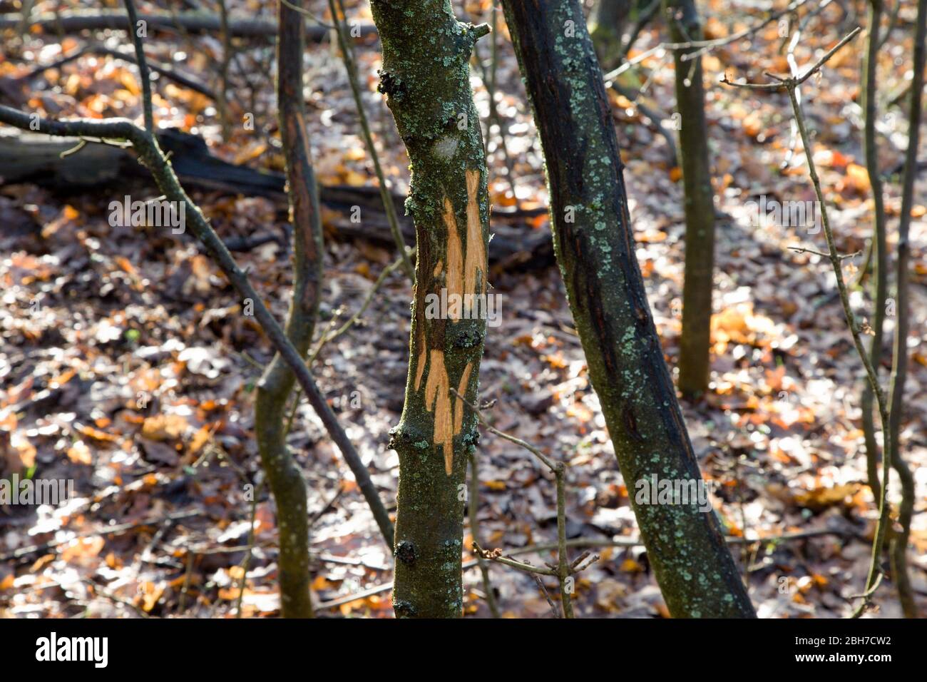 Roe deer damage hi-res stock photography and images - Alamy