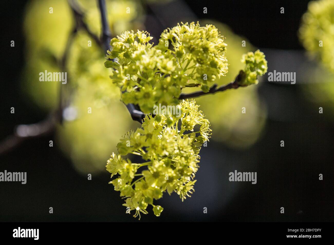 Blooms in spring hi-res stock photography and images - Alamy