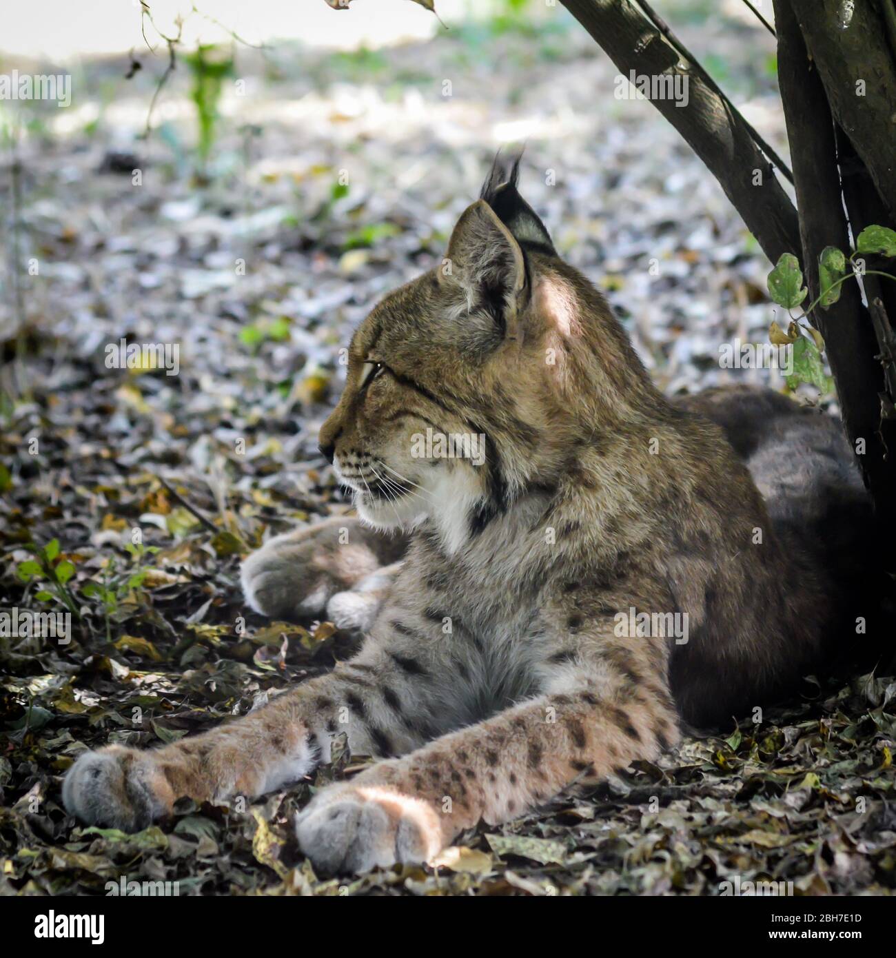 Profile of a lynx hi-res stock photography and images - Alamy