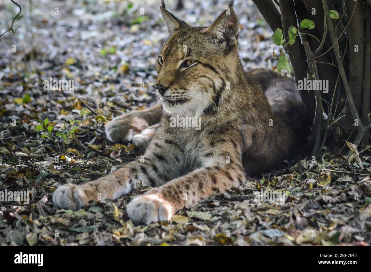 Profile of a lynx hi-res stock photography and images - Alamy