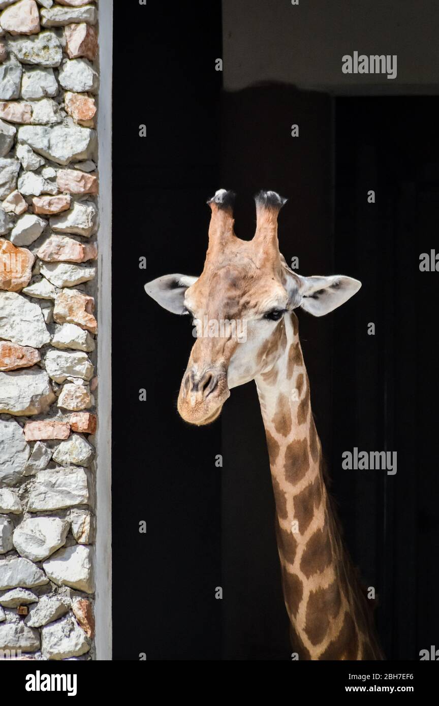 Portrait of a beautiful giraffe looking down and isolated against a ...