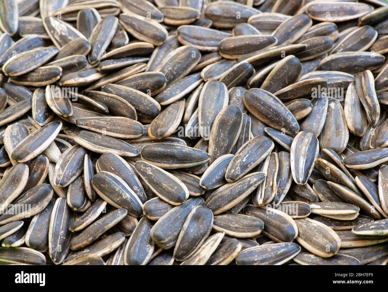 Sunflower hulls hi-res stock photography and images - Alamy