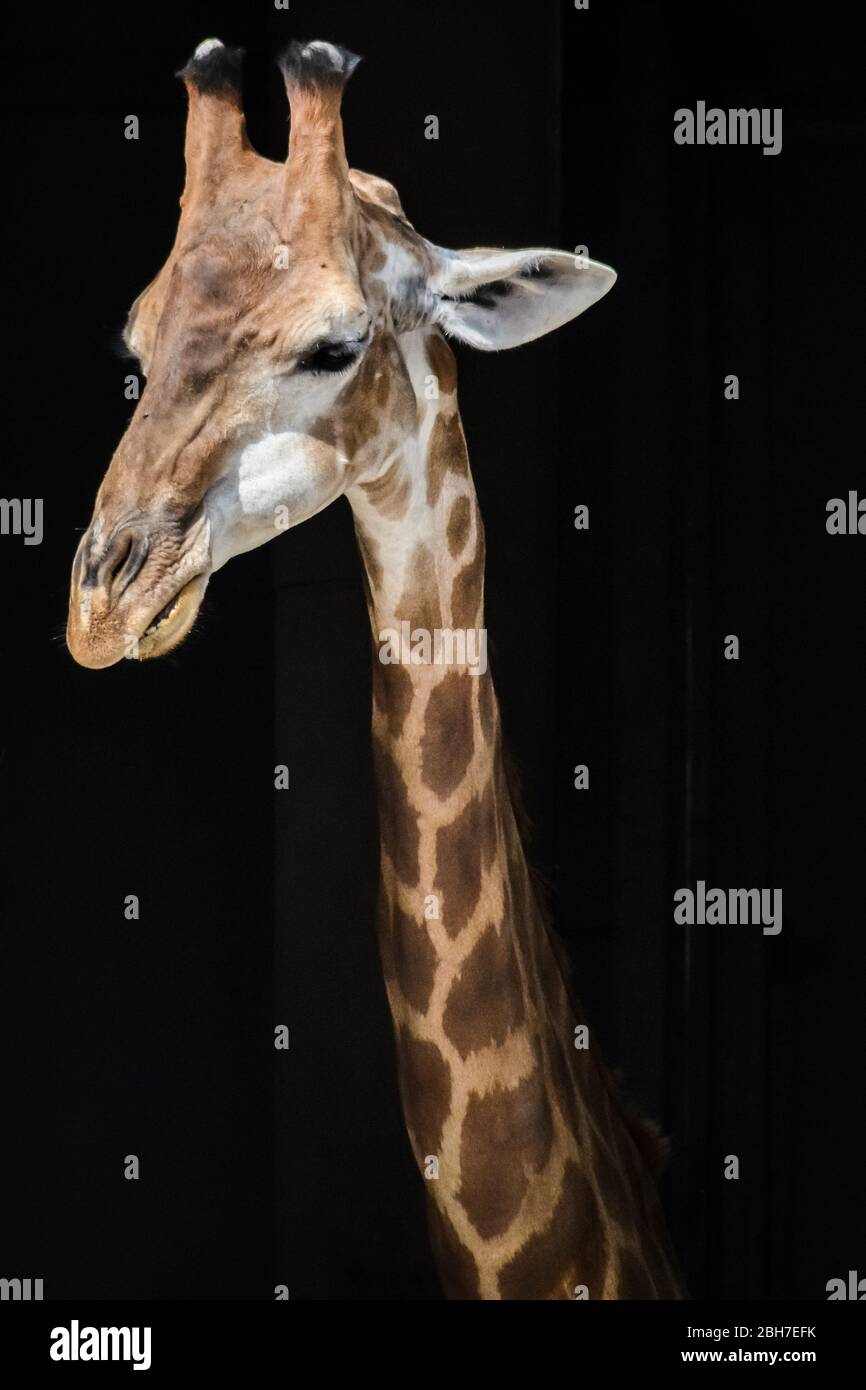 Portrait of a beautiful giraffe looking down and isolated against a ...