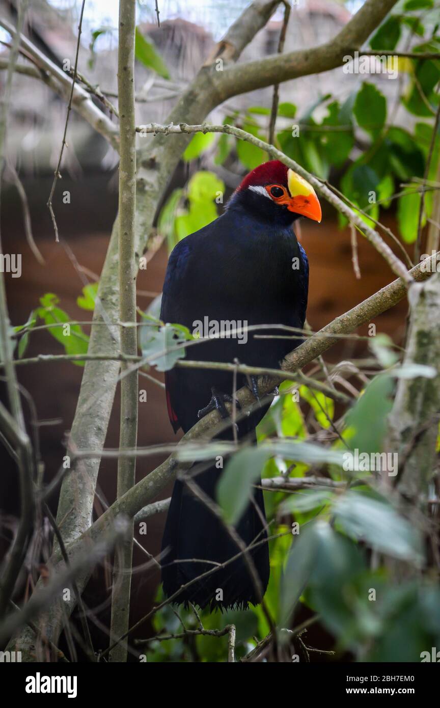 beautiful closeup portrait of a violet turaco, popular exotic bird ...